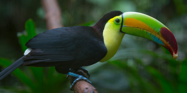 Understanding the Belize Language and Culture | Sandy Point Resorts