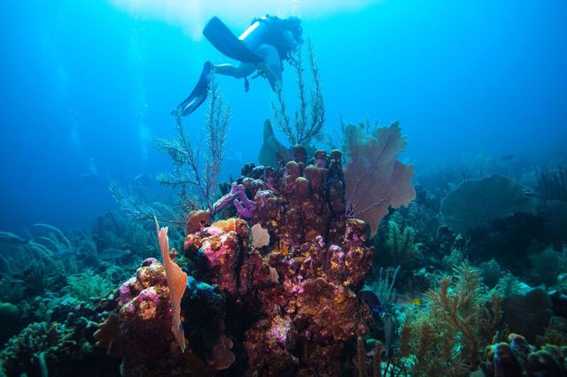 Belize Diving Adventures 2025 | Sandy Point Resorts