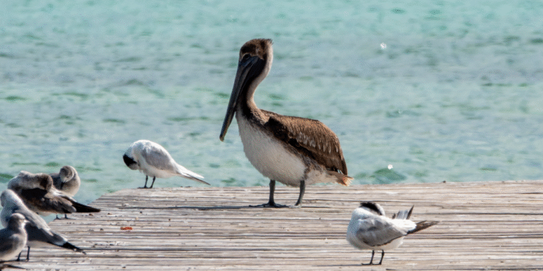 Birding in San Pedro Belize: Island Bird Watching Guide & Best Spots